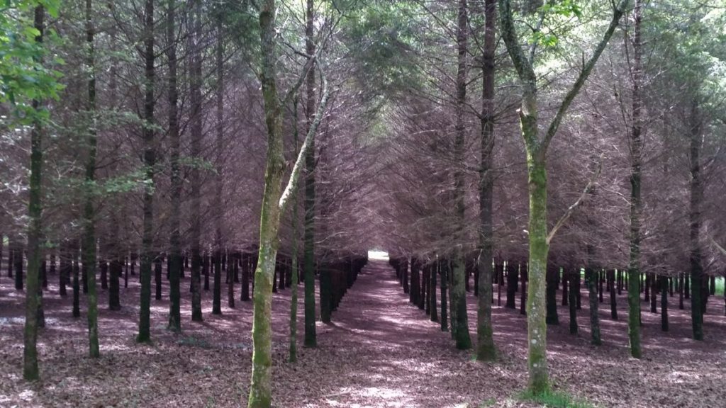 Walking the Camino Francés: Boente to Santiago de Compostela – Dang ...