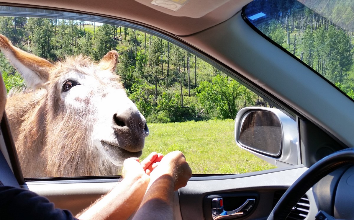 15 Family-Friendly Midwest Spring Break Ideas – Dang Travelers