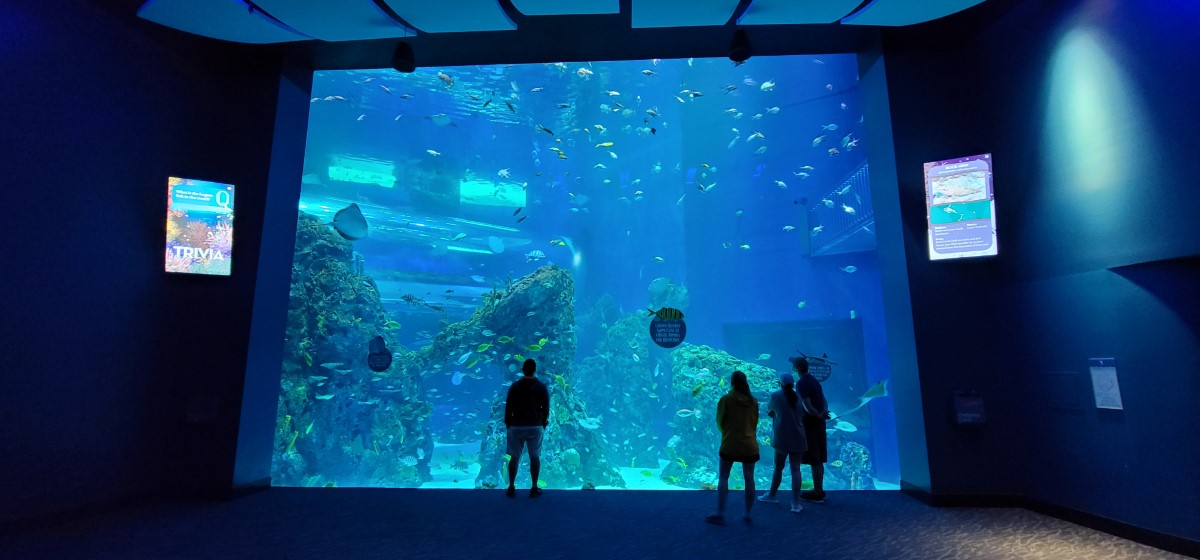 Mississippi Aquarium: Ticket Prices, Hours and Things to Know – Dang ...